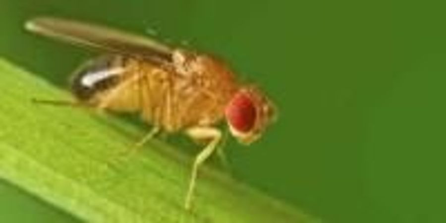 Do Fruit Flies Have Emotions? | Lab Manager