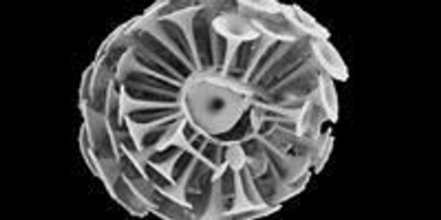 Study Reveals Profound Patterns in Globally Important Algae | Lab Manager