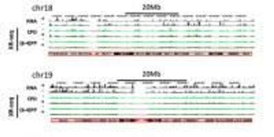 Researchers Create DNA Repair Map of the Entire Human Genome | Lab Manager
