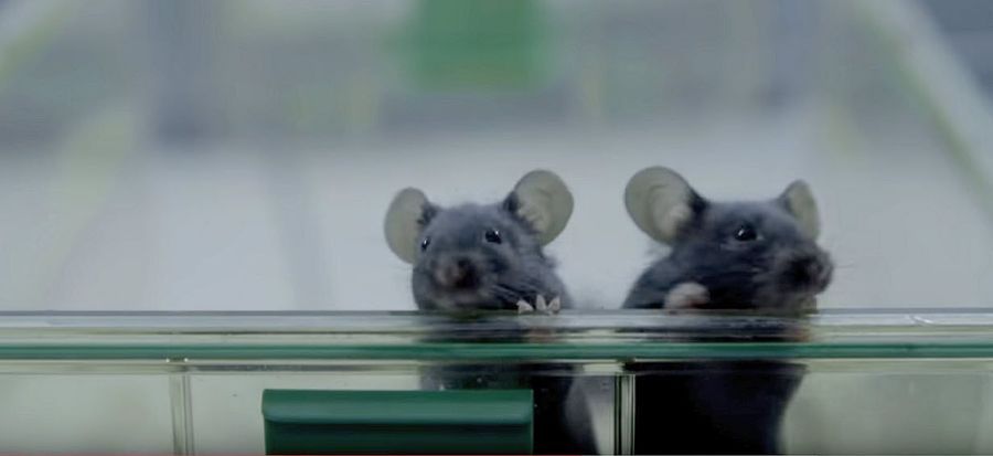 Fighting Cancer: Animal Research at Cambridge | Lab Manager