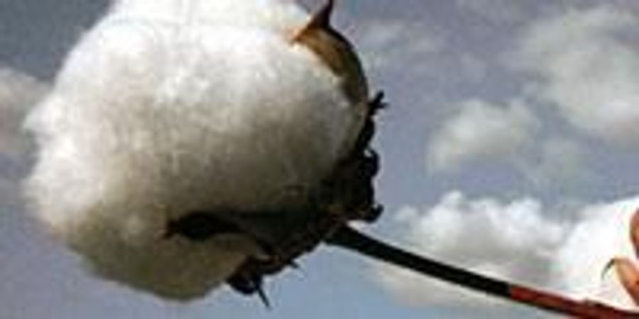 USDA Scientists, International Colleagues Sequence Upland Cotton Genome ...