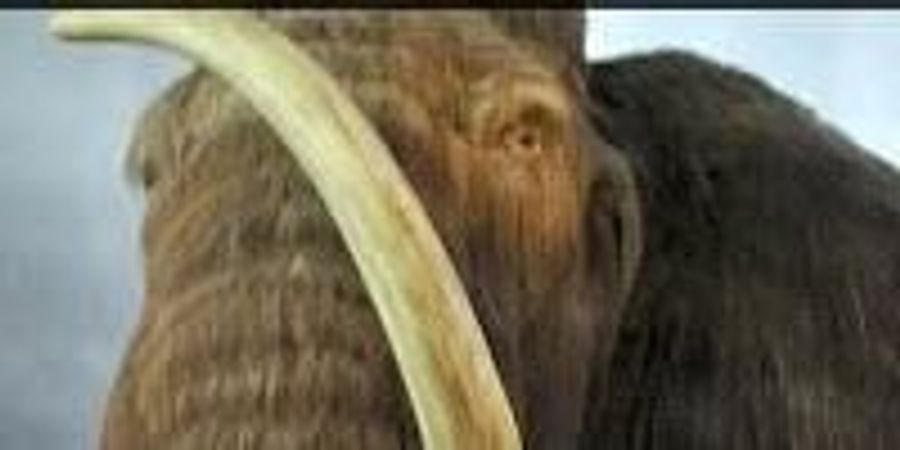 Researchers Map Genomes of Woolly Mammoths, Raising Possibility of ...