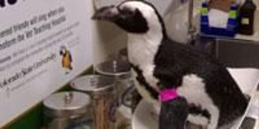 Colorado State Veterinarians Perform Radiation Treatment on 40-Year-Old ...