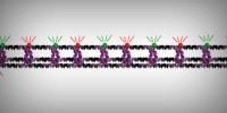 Building Tailor-Made DNA Nanotubes Step by Step | Lab Manager
