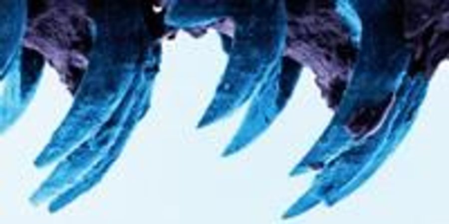 Scientists Find Strongest Natural Material | Lab Manager