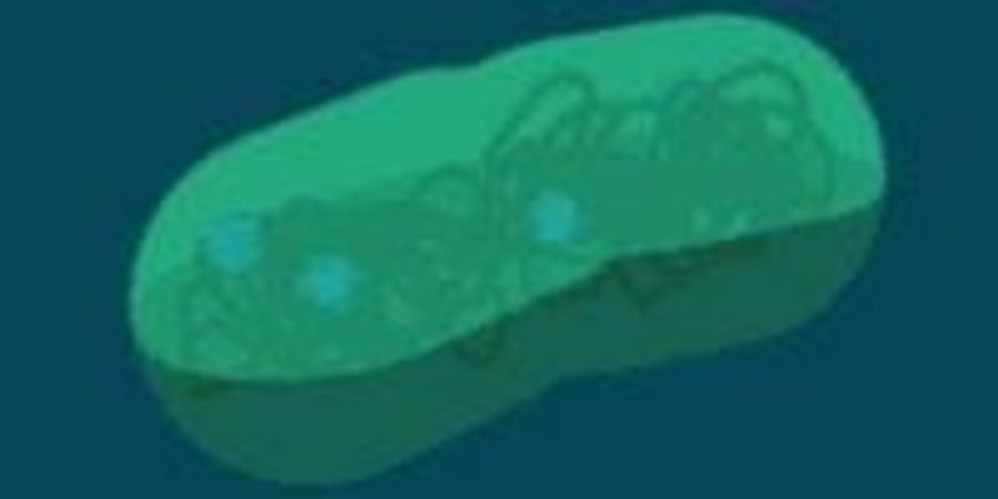 Scientists Take First X-ray Portraits of Living Bacteria at the LCLS ...