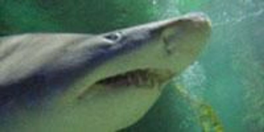 Cancer-Fighting Drug Developed from Sharks Gets Closer to ...
