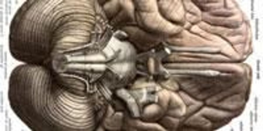 Researchers Discover Five Genetic Variants Influencing the Size of ...