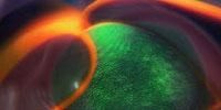 Imaging Captures how Blood Stem Cells Take Root | Lab Manager