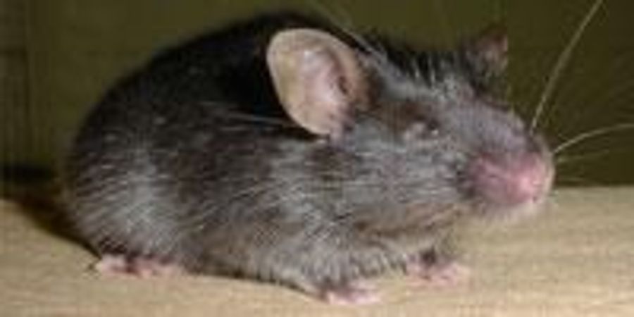 Researchers Identify Mechanism Involved in Causing Cataracts in Mice ...