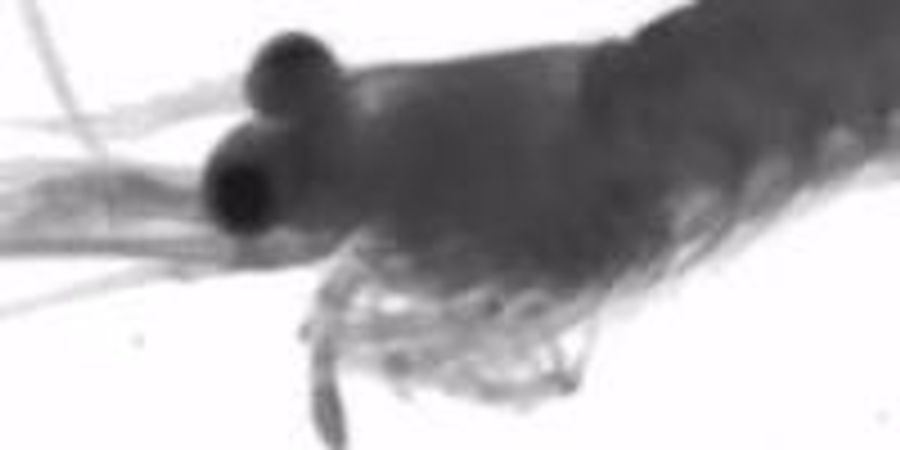 New Technology Enables Advanced Analysis of Zooplankton, Marine ...