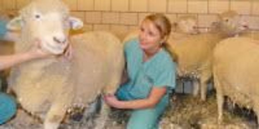 Knee Meniscus Fixed Using Revolutionary Stem Cell Procedure | Lab Manager