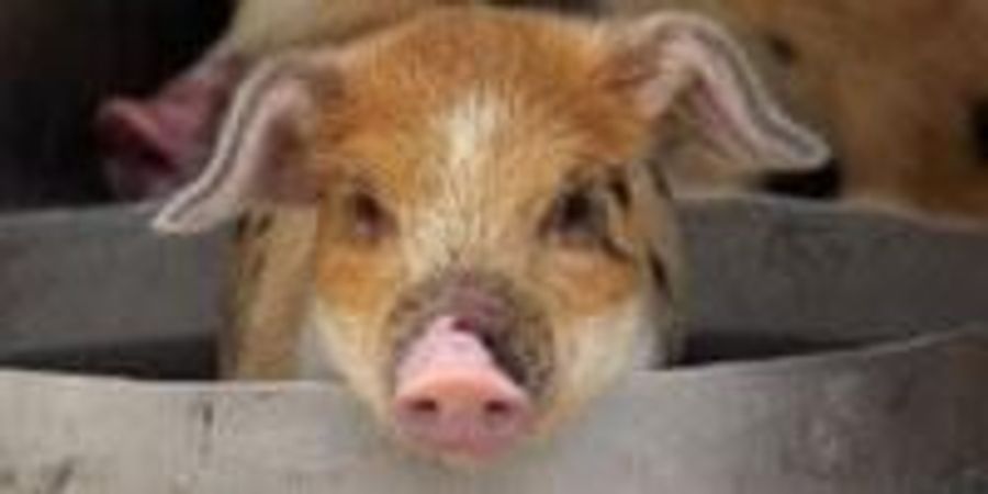 How a Genetically Engineered Pig Could Help Those with Life-Threatening ...