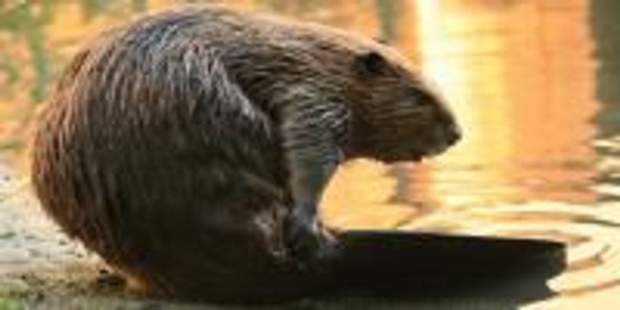 How Beavers are Slowly Changing the World | Lab Manager