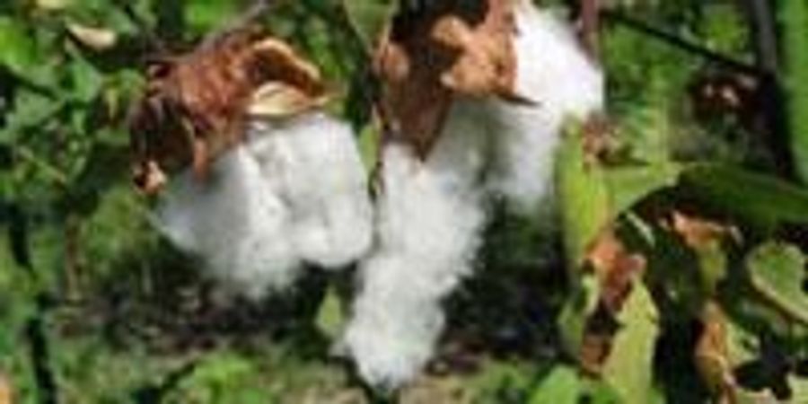 Sequencing of Cotton A-genome Could Boost Industry | Lab Manager