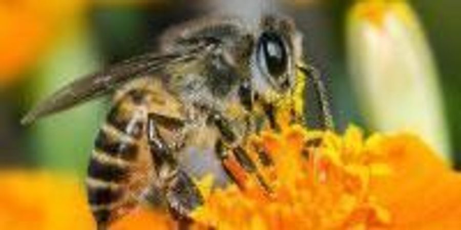 Research Suggests UK Honey Bee Parasite Linked to Climate Change | Lab ...