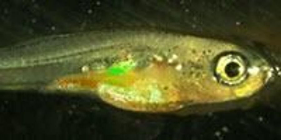 Study Finds Fish Preserve DNA 'Memories' Far Better Than Humans | Lab ...