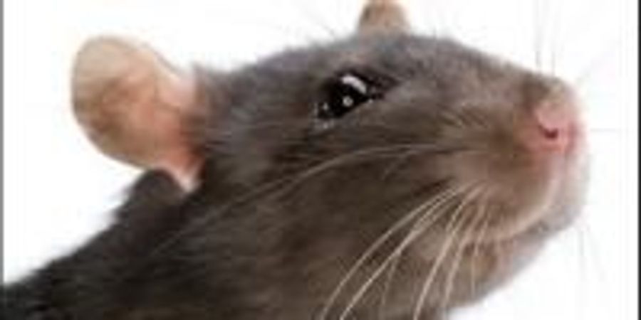 Fierce or Friendly: Genes Contribute to Behavior Differences in Rats ...
