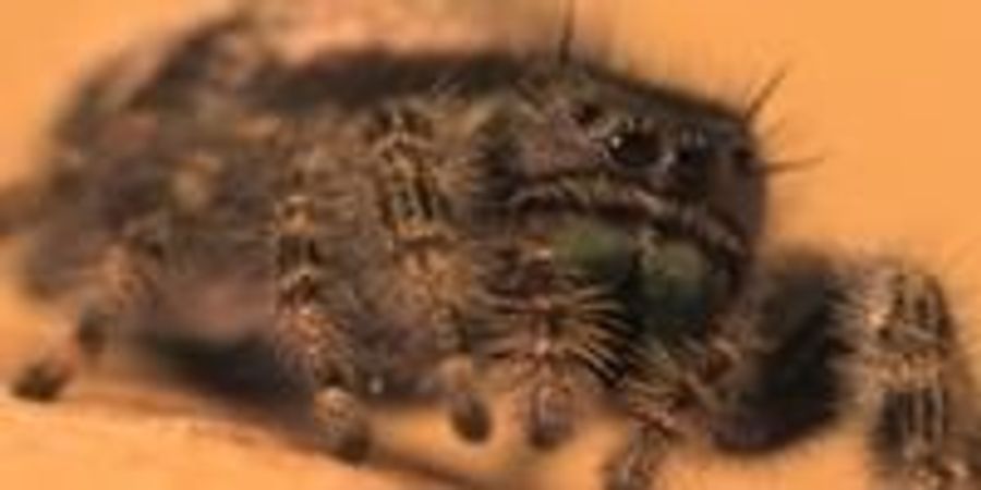 Researchers Record Sight Neurons in Jumping Spider Brain | Lab Manager