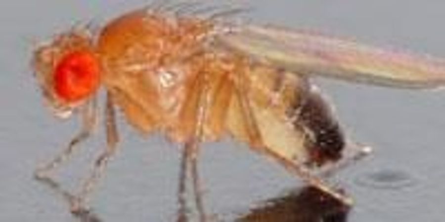 How the Fruit Fly Could Help Us Sniff out Drugs and Bombs | Lab Manager