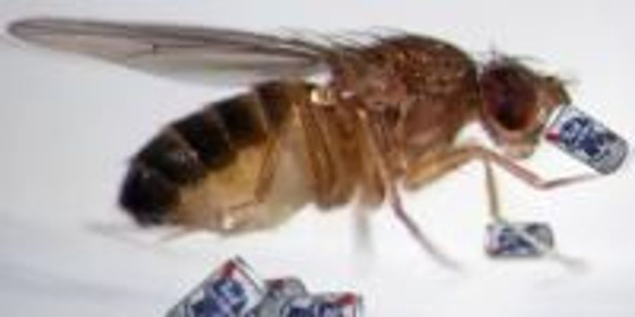 Why Beer Tastes Good to Us and to Flies | Lab Manager