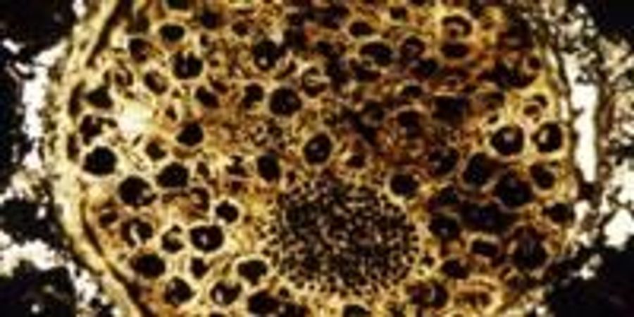 New Evidence of Ancient Multicellular Life Sets Evolutionary Timeline ...