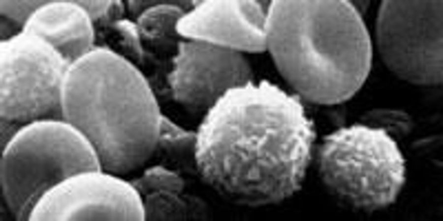 Simple Method Turns Human Skin Cells into Immune-Fighting White Blood ...