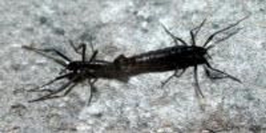 Antarctic Insect’s Genome, Newly Sequenced, is Smallest to Date | Lab ...