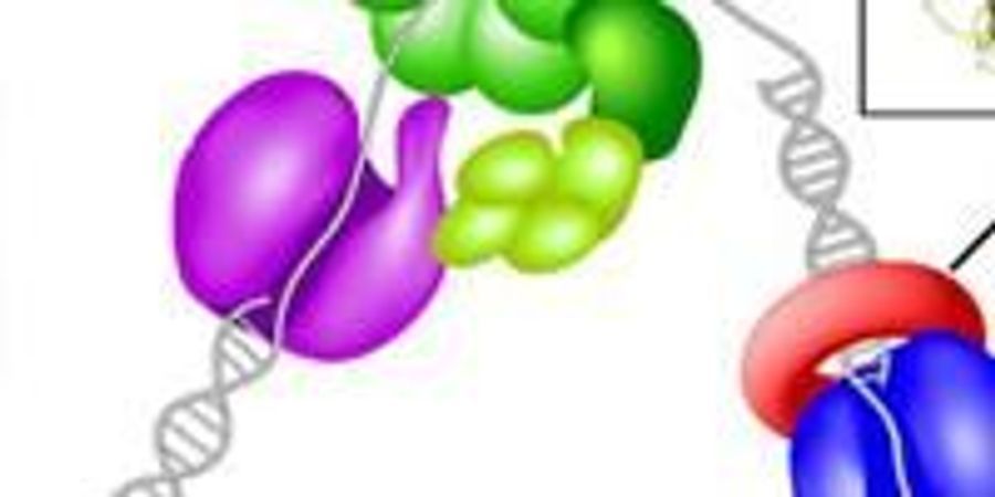 Researchers Create the First Model of the DNA ‘Replication Fork’ | Lab ...