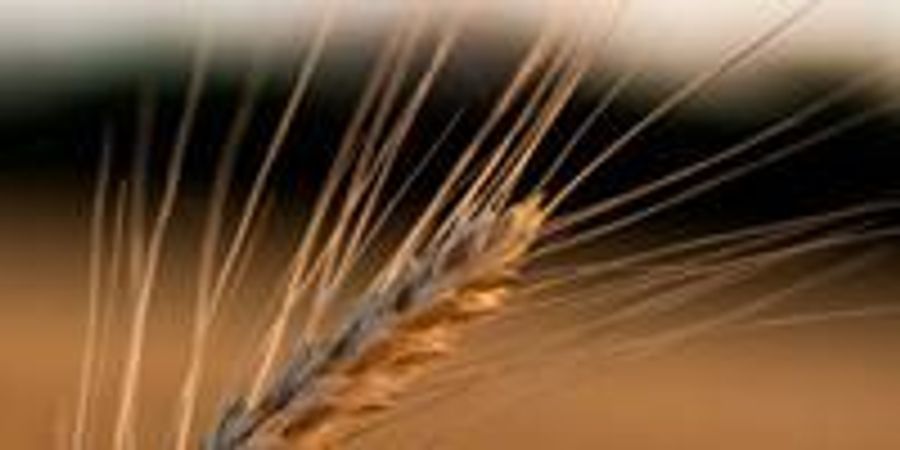 Scientists Complete Chromosome-Based Draft of the Wheat Genome | Lab ...