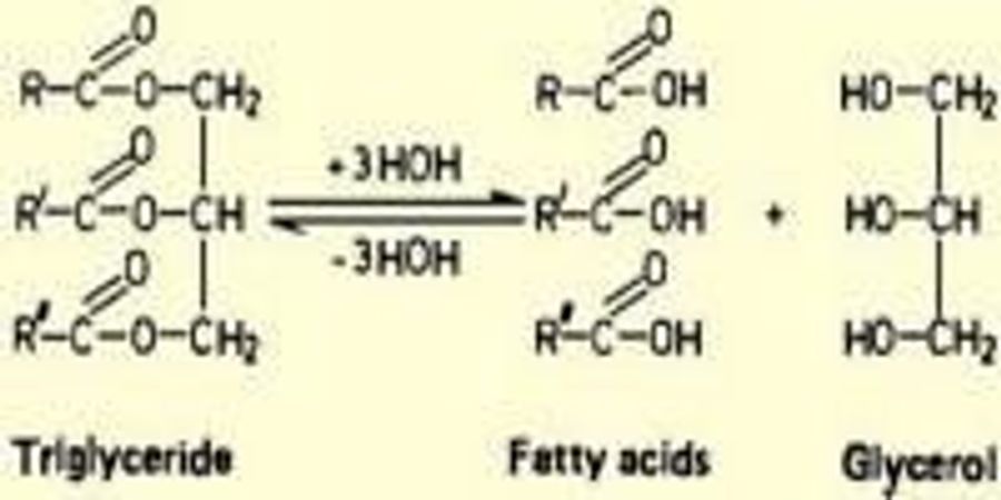 Fast and Simple Free Fatty Acids Analysis Using UPC2/MS | Lab Manager