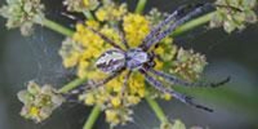 Potent Spider Toxin 'Electrocutes' German, Not American, Cockroaches ...