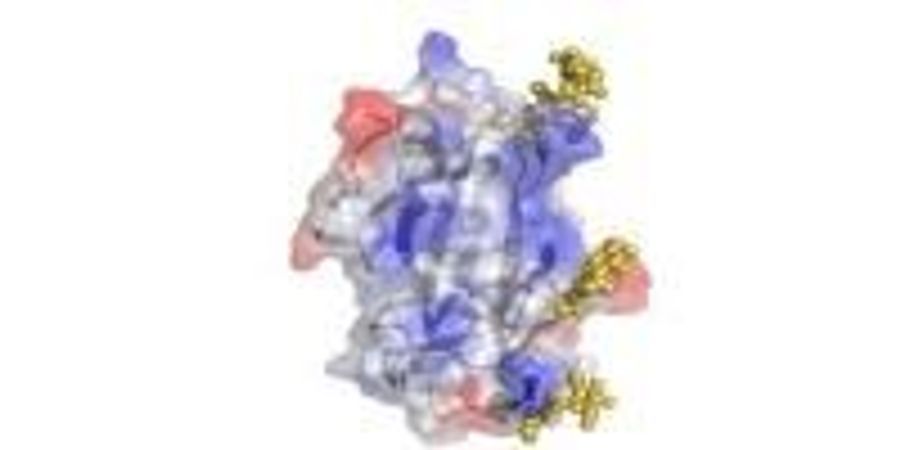 Viruses Use "Fake" Proteins to Hide in Our Cells | Lab Manager