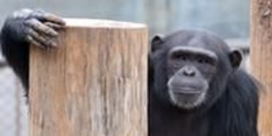 Chimps Like Listening to Music with a Different Beat, Research Finds ...