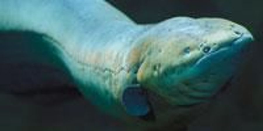 Scientists Find the Shocking Truth About Electric Fish | Lab Manager