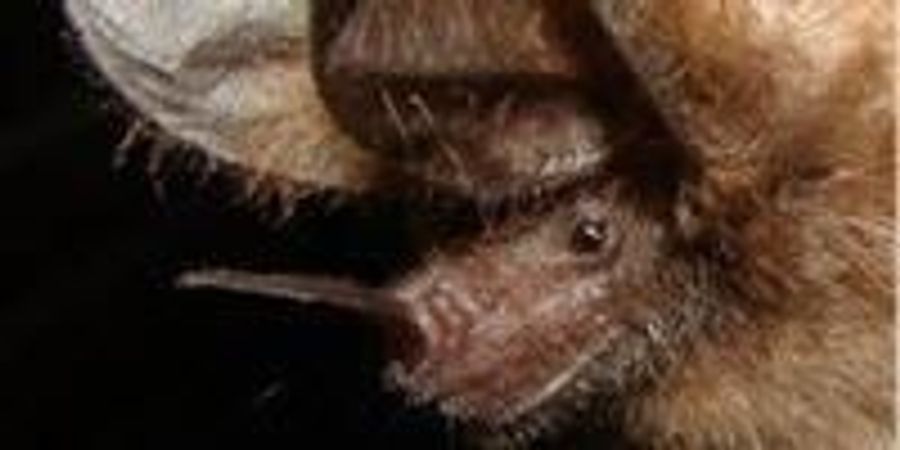 Bats Use Leaves as Mirrors to Find Prey in the Dark | Lab Manager