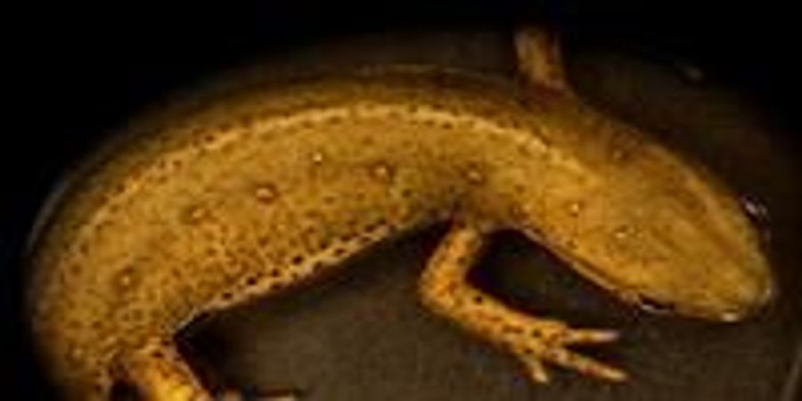 Human Limb Regeneration: Do Salamanders Hold the Key? | Lab Manager