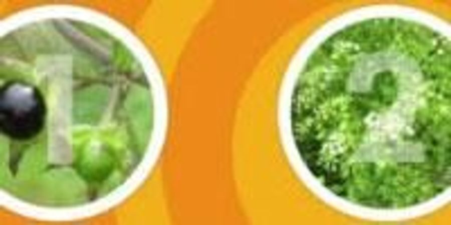 The Strangler: The Chemistry Behind the Game of Thrones Poison | Lab ...