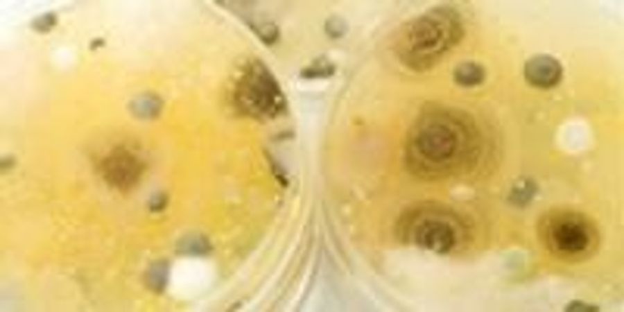 White Paper: Cell Cultivation without Contamination | Lab Manager