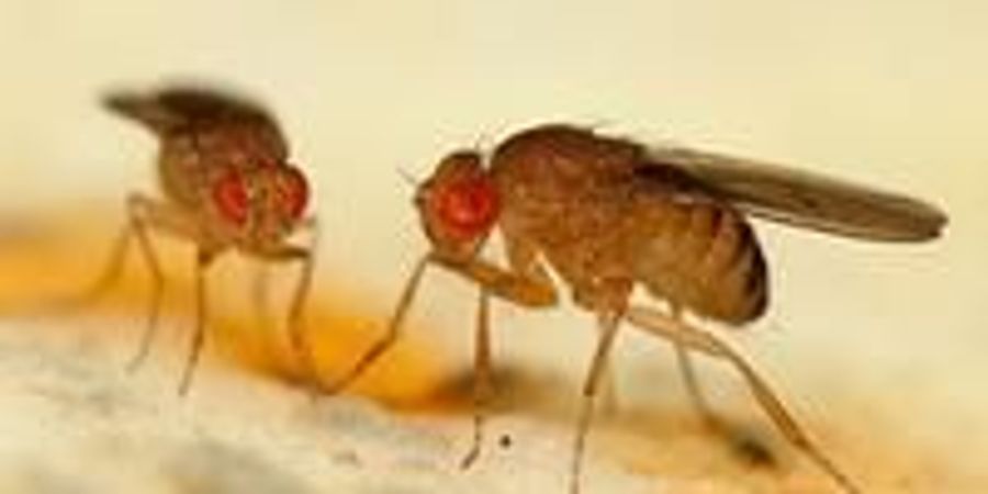 What Singing Fruit Flies Can Tell Us About Quick Decisions | Lab Manager