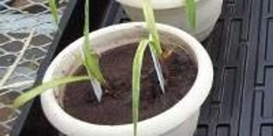 Maize Plus Bacteria: One-Two Punch Knocks Copper Out of Stamp Sand ...
