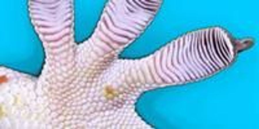 Synthetic Gecko-Adhesive Has Implications in Variety of Industries ...