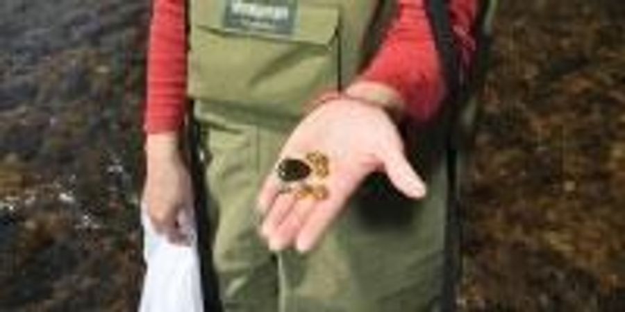 China-U.S. Laboratory Dedicated to Enhance Mussel Conservation, Pearl ...