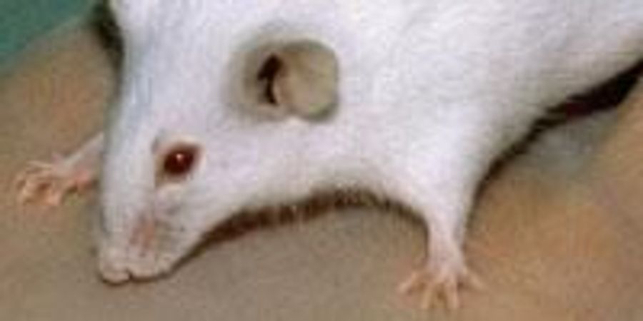 Keeping Lab Mice Happy | Lab Manager