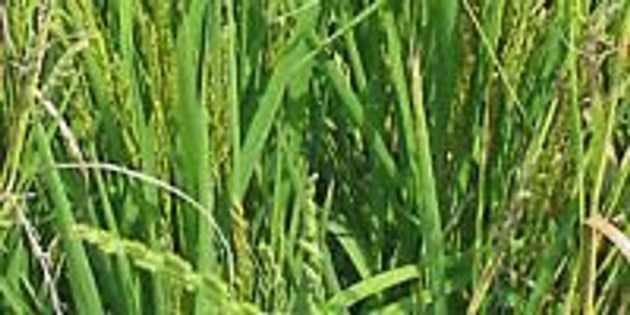 New Rice Competes with Weeds, Offers High Grain Quality to Boot | Lab ...