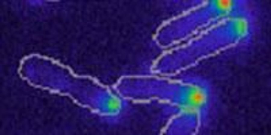 Genetically Identical Bacteria can Behave in Radically Different Ways ...