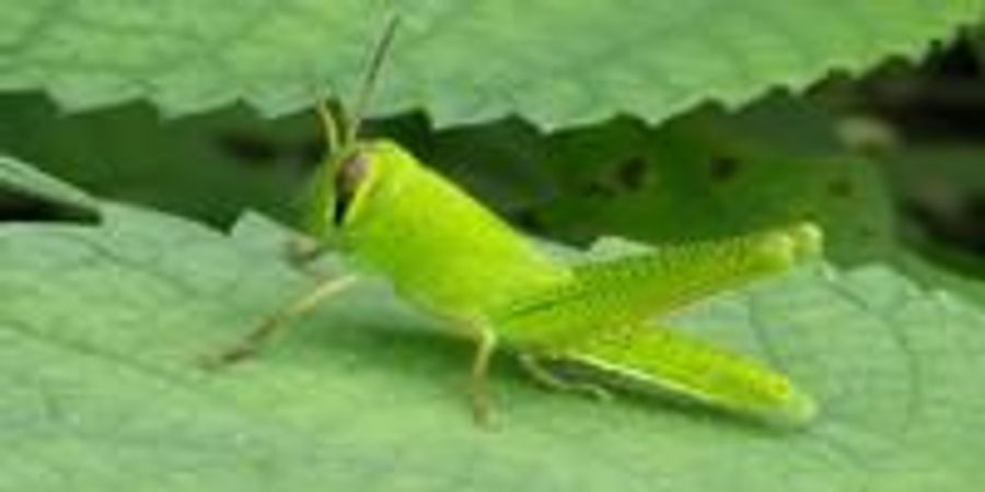 Researchers Develop New Approach to Identify Possible Ecological ...