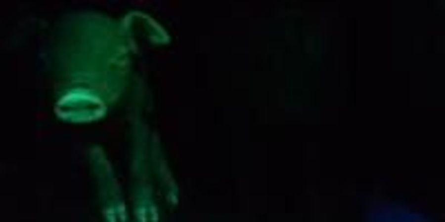 Piglets Glow Green, Thanks to Scientists' Reproductive Technique | Lab ...