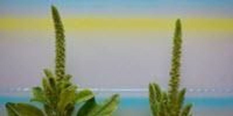 Scientists Hope Genetic Research Will Lead to New Breakthroughs in Weed ...