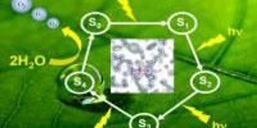 Researchers To Map Step-by-Step Mechanism of Photosynthesis | Lab Manager